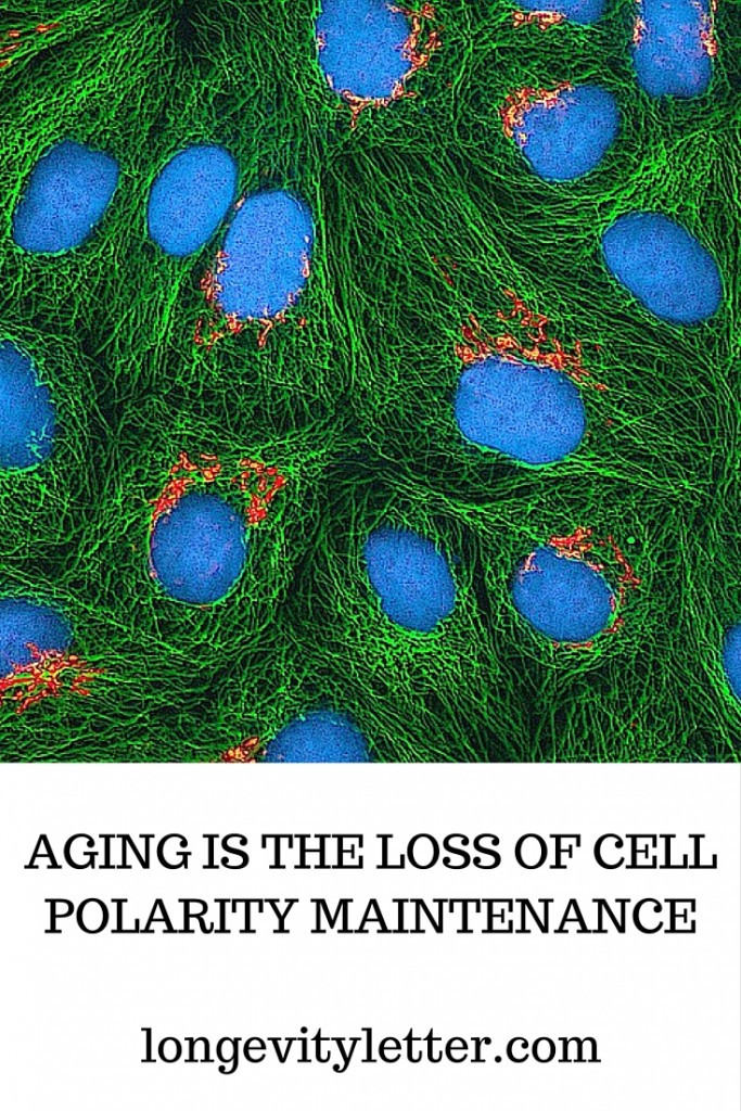 Aging is the loss of cell polarity maintenance | Longevity Letter