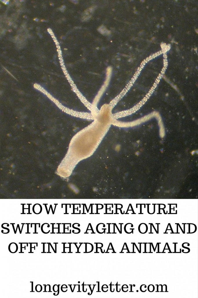 How temperature switches aging on and off in hydra animals | Longevity ...